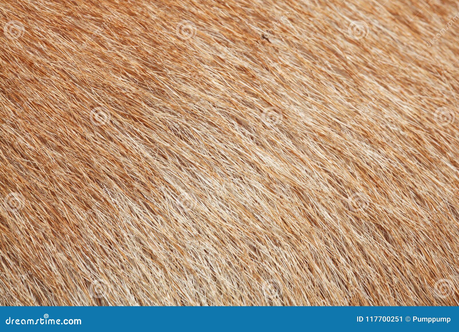 Close Up Brown Dog Skin for Texture Stock Image - Image of animal, hair ...