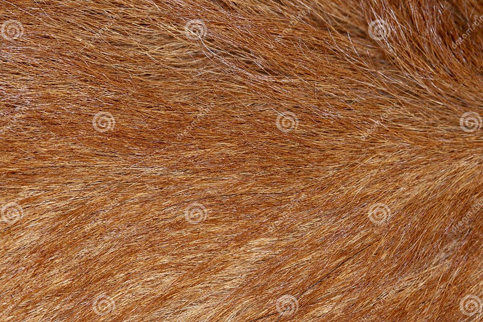 Close Up Brown Dog Skin for Texture and Pattern Stock Photo - Image of ...
