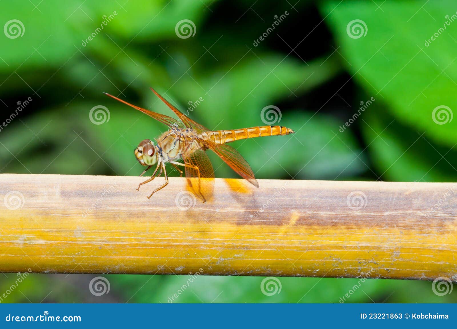Close-up of Brown Dragonfly Stock Image - Image of nature, environment ...