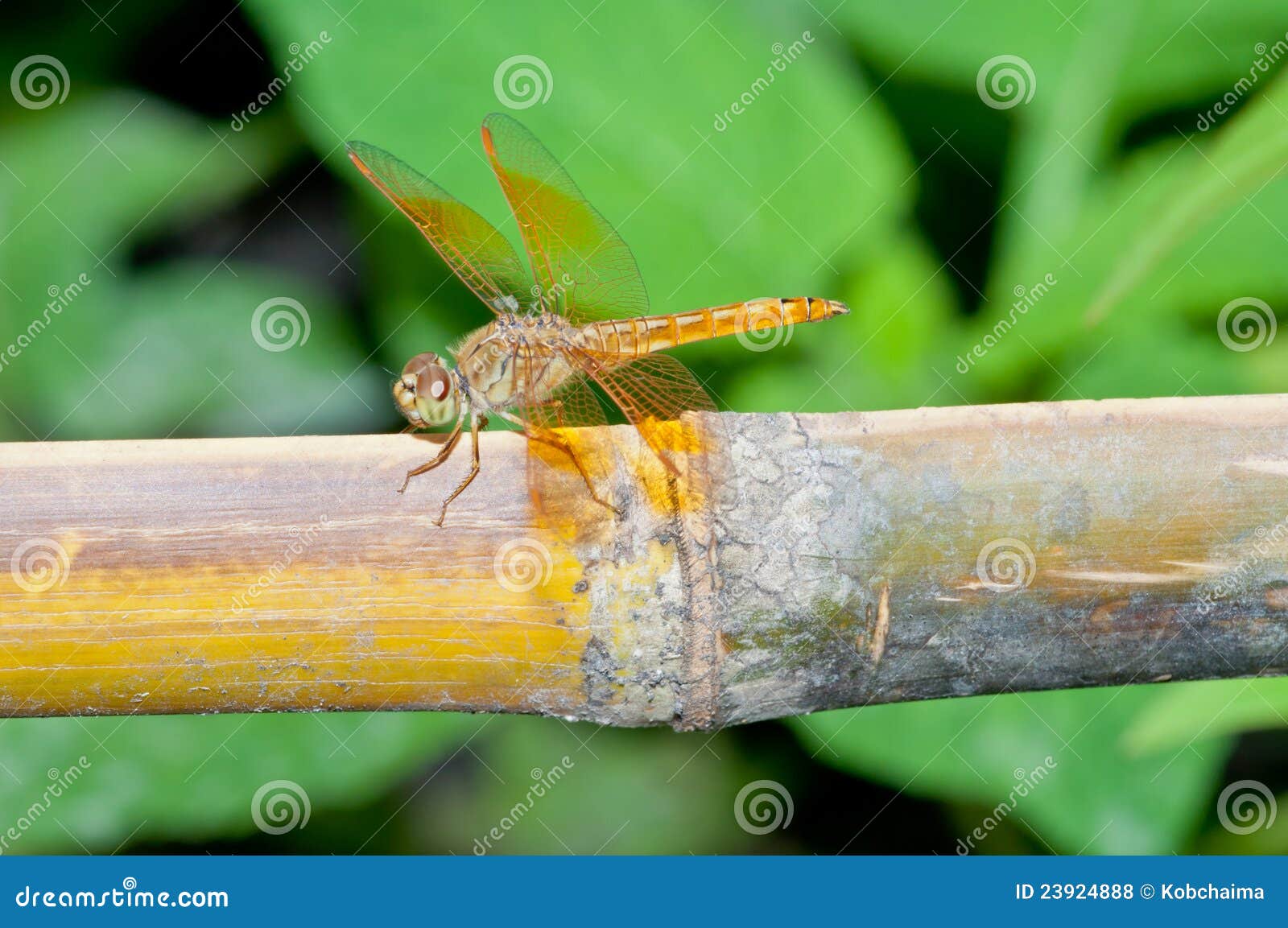 Close-up of Brown Dragonfly Stock Photo - Image of beauty, backgrounds ...