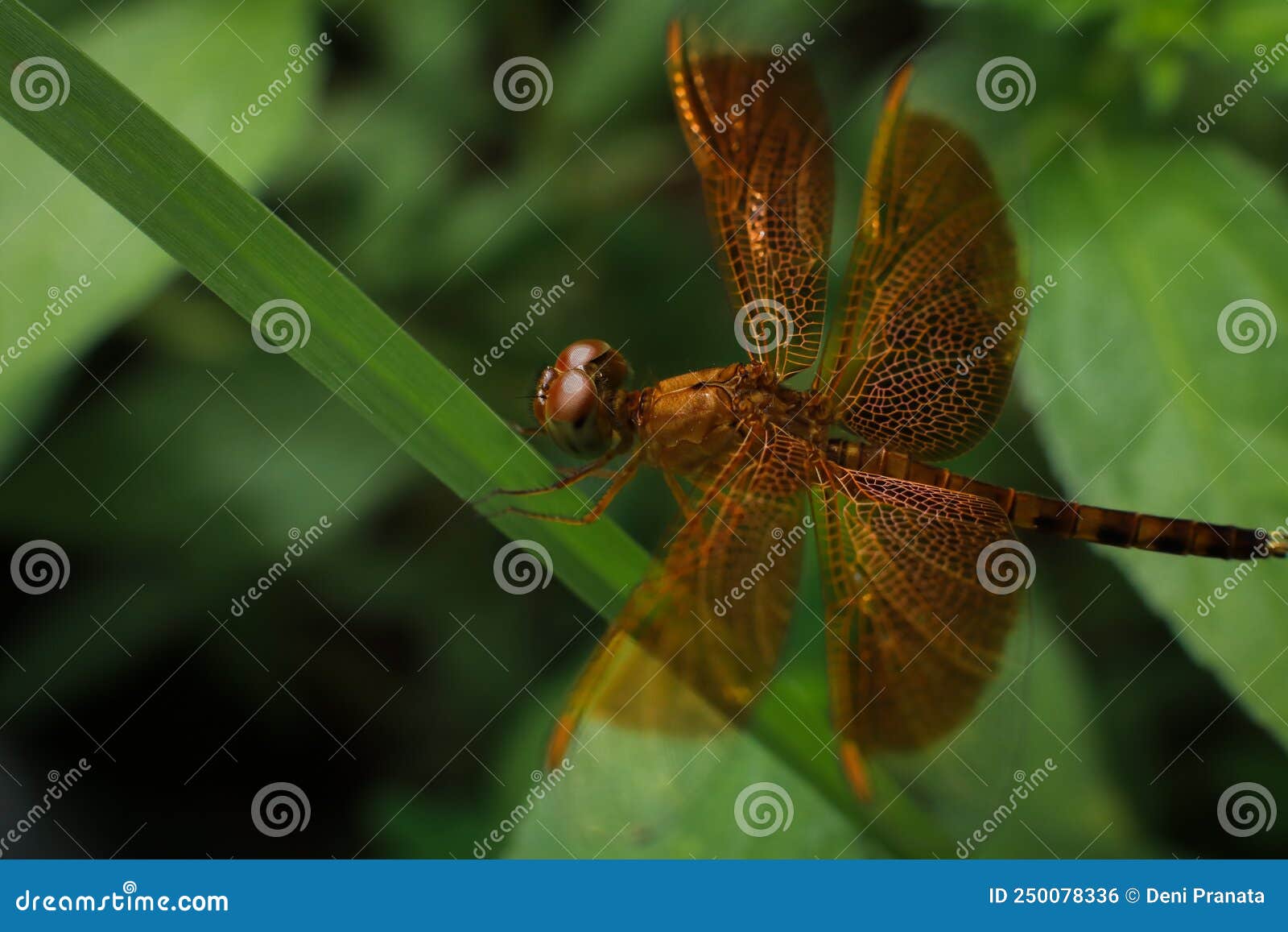 Close Up of Brown Dragonfly Perched on Grass Stock Photo - Image of ...