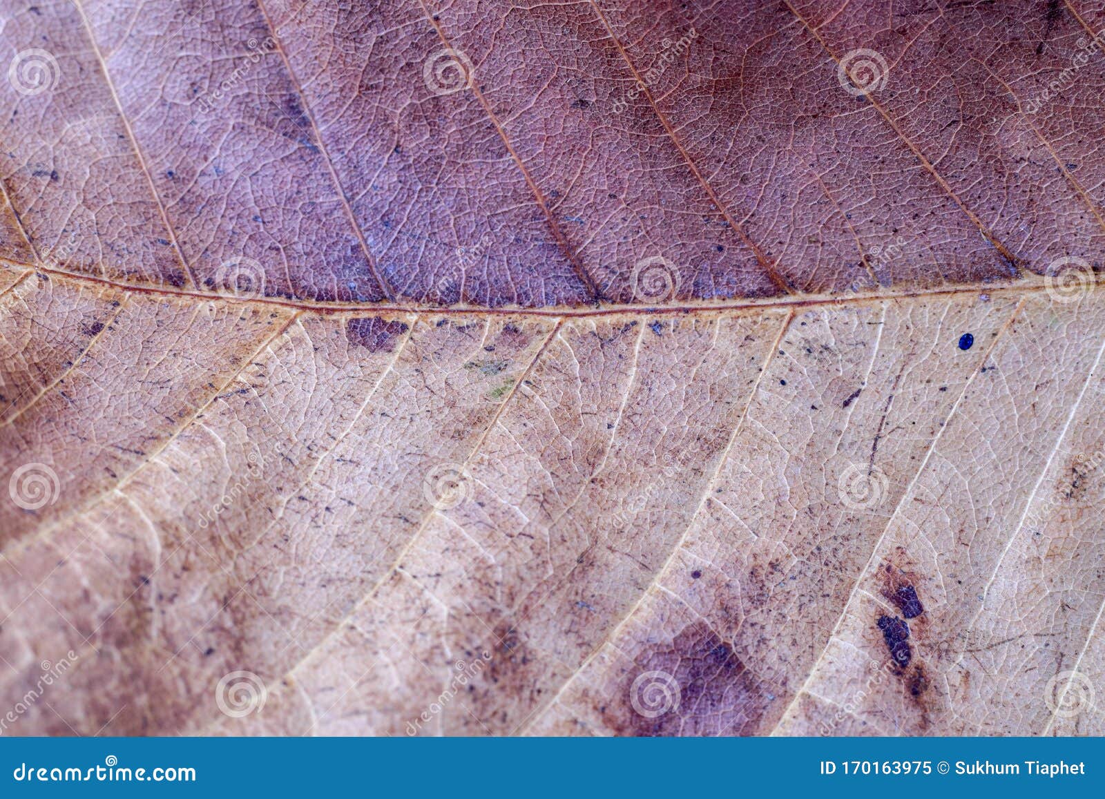 Close Up of Brown Dry Leaf Pattern Stock Image - Image of cell, closeup ...