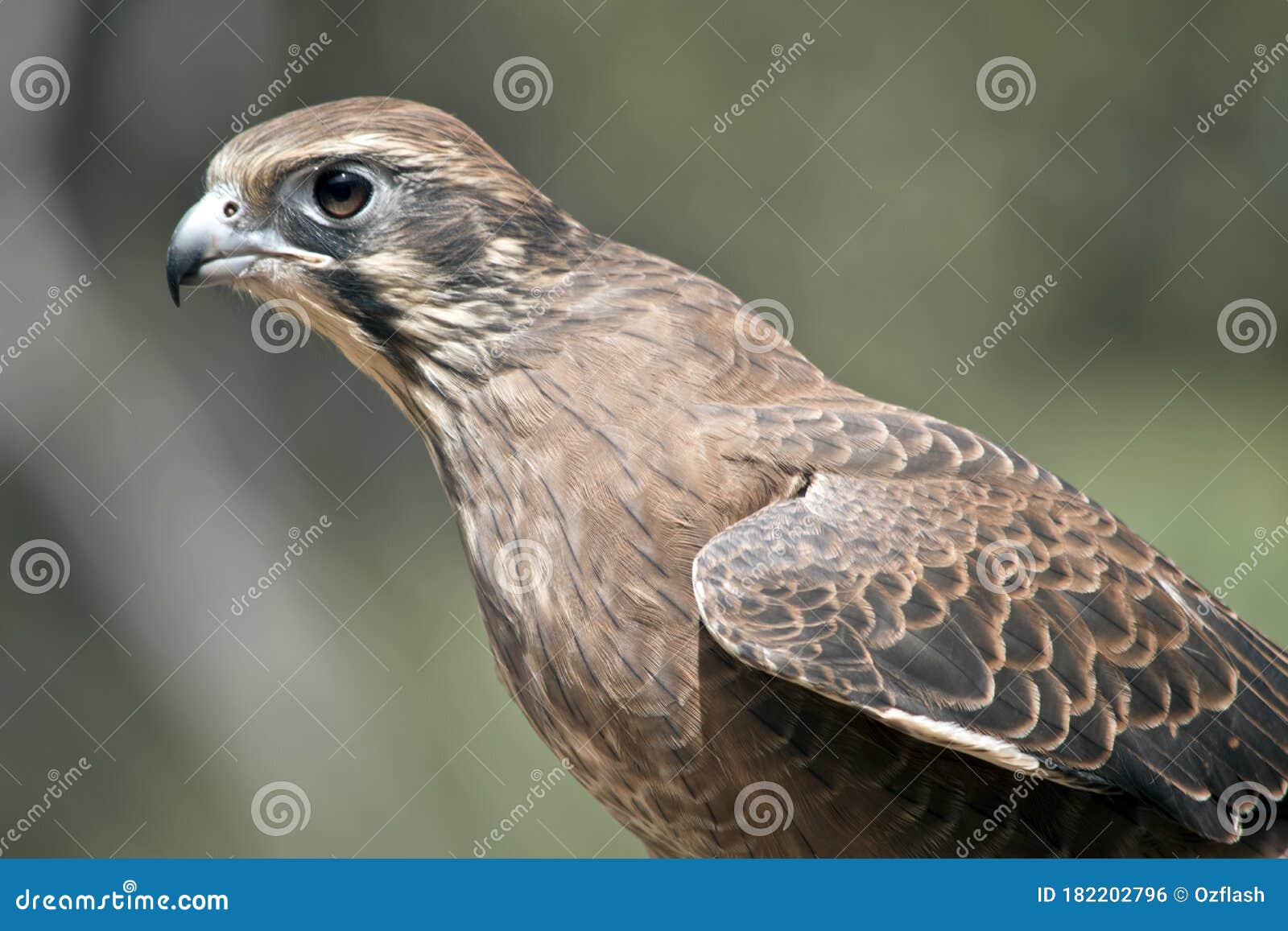 This is a Close Up of a Brown Falcon Stock Photo - Image of white, chin ...