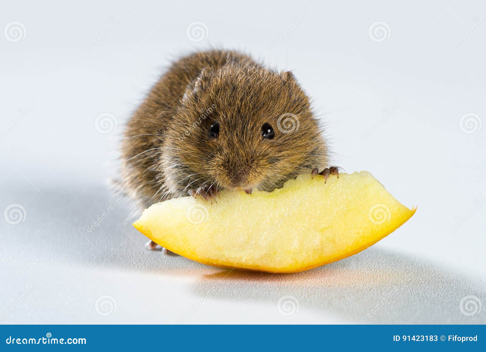 Close Up on Brown Field Mouse Eating a Piece of Peach Stock Image ...