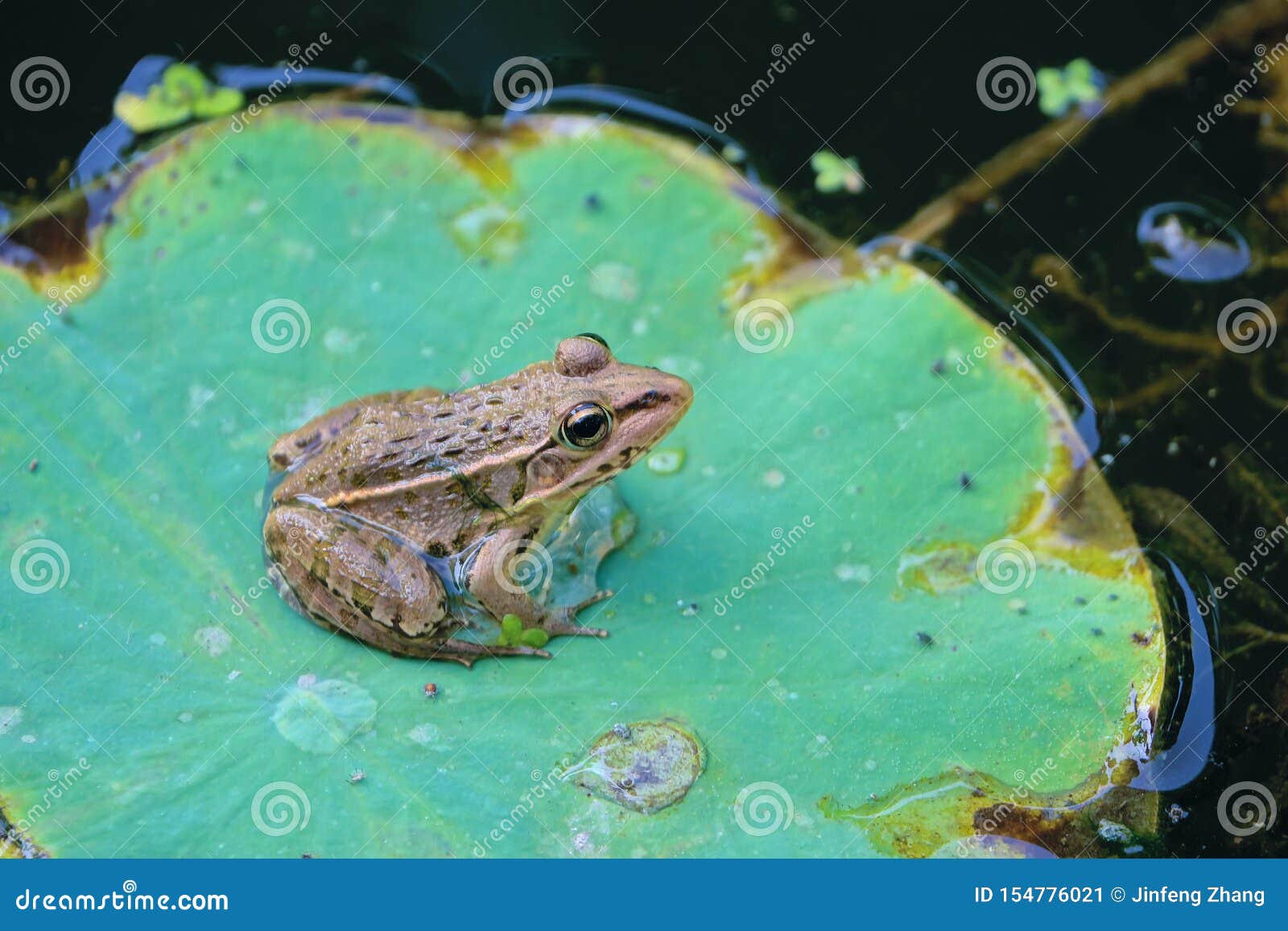 Frog on leaf stock image. Image of lotus, wild, nature - 154776021
