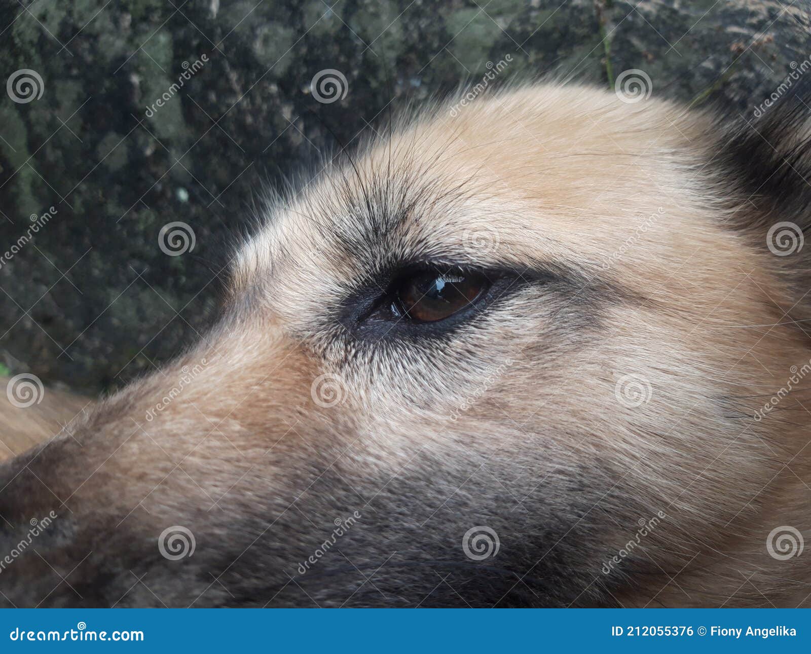 Close Up Brown Fur Dog Eyes Left Side Stock Photo - Image of eyes, side ...
