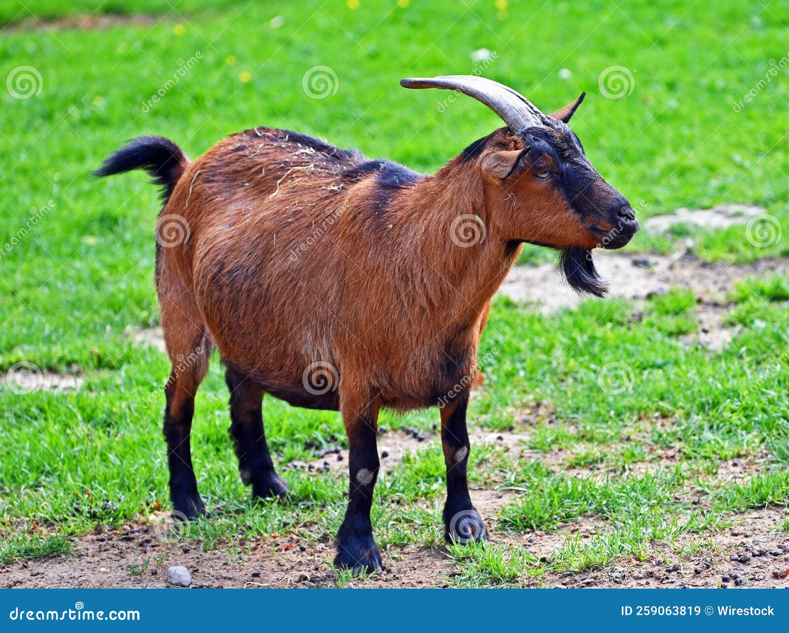 Close Up of a Brown Goat in a Field Stock Image - Image of farm, head ...