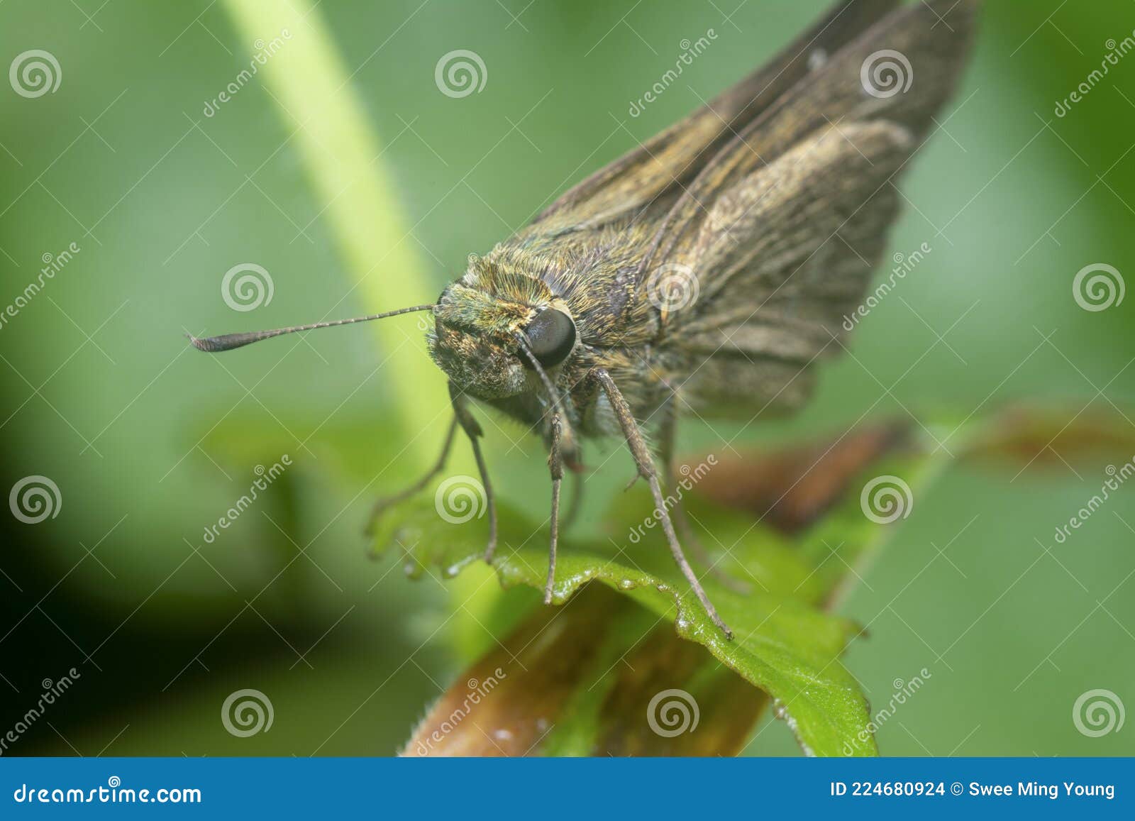 Close Up with the Brown Grass Skipper Stock Photo - Image of abdomen ...