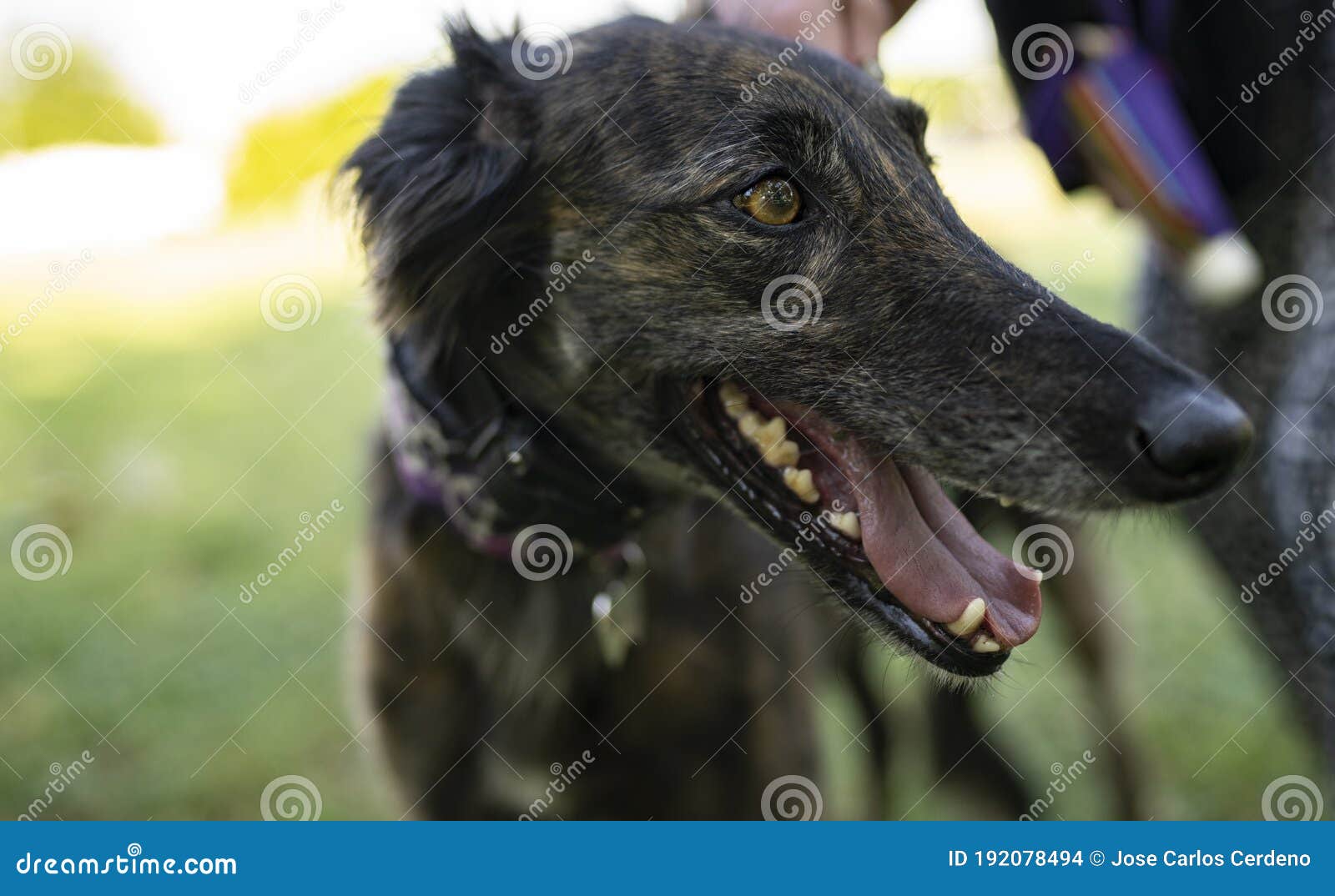 Close-up of Brown Greyhound Dog, Stock Photo - Image of cute, friend ...