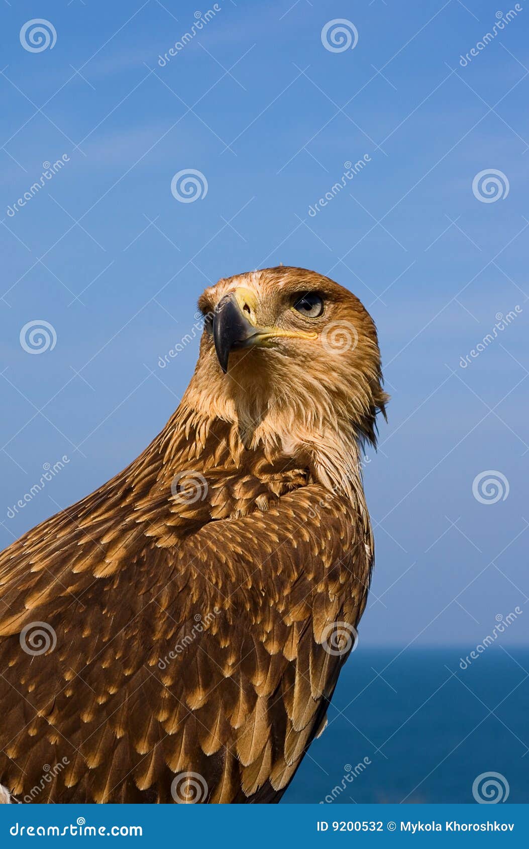 Close-up of a Brown Hawk stock photo. Image of captive - 9200532