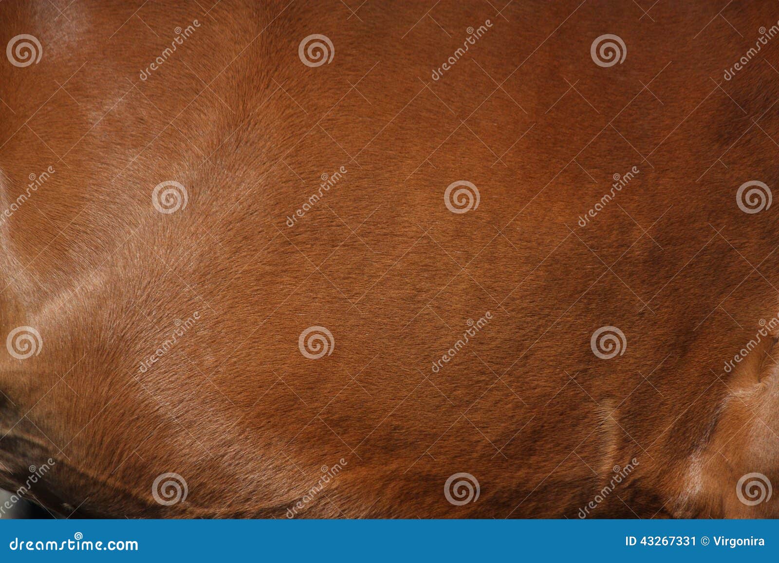 Close Up of Brown Horse Coat Stock Image - Image of texture, filly ...