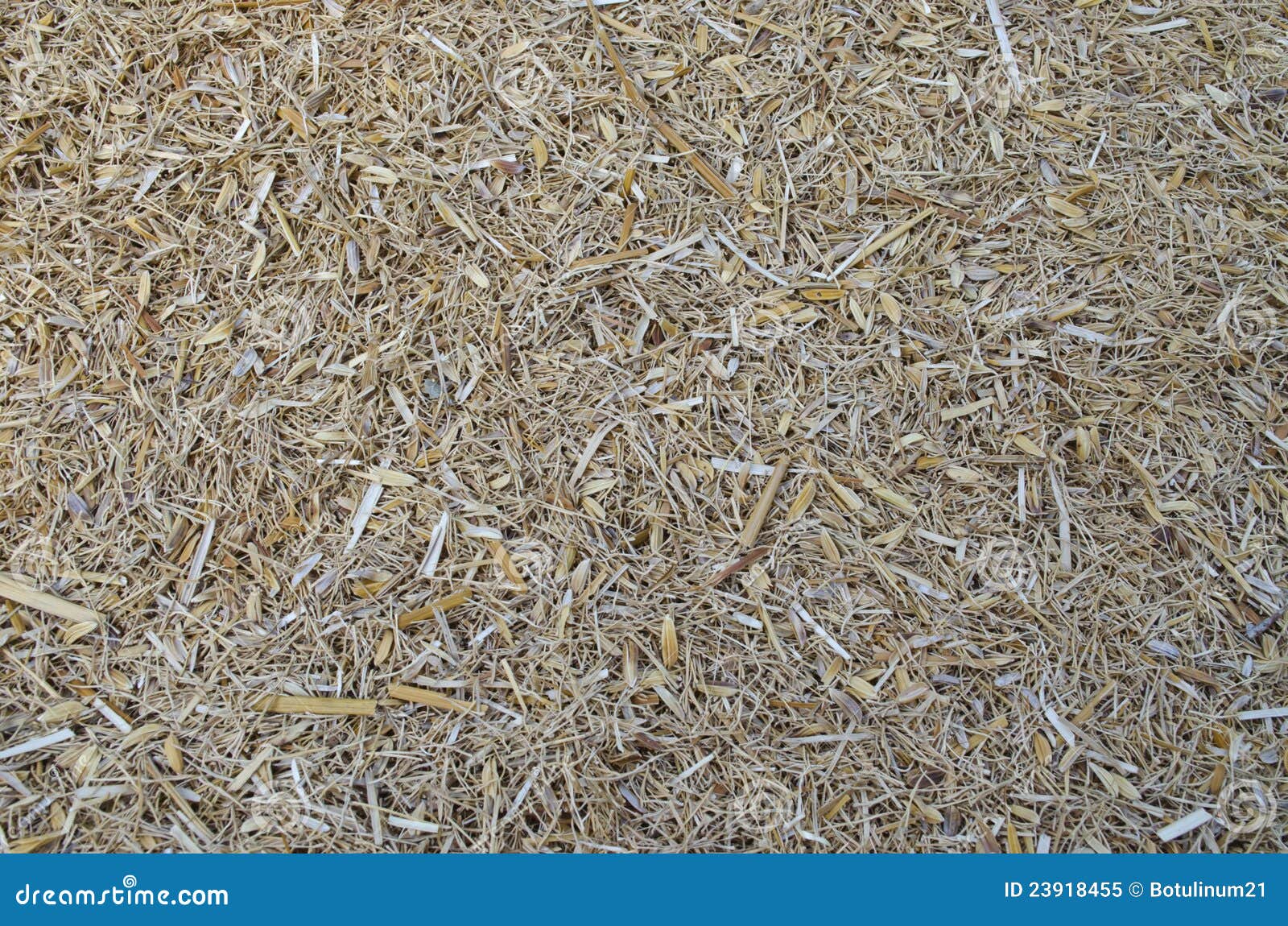 Close up brown husk full. stock image. Image of reaping - 23918455