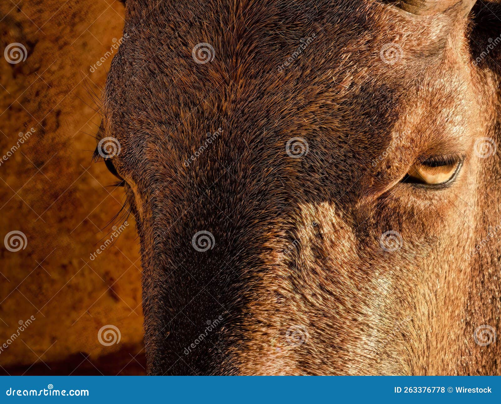 Close Up of a Brown Ibex Goat Stock Photo - Image of horn, breed: 263376778
