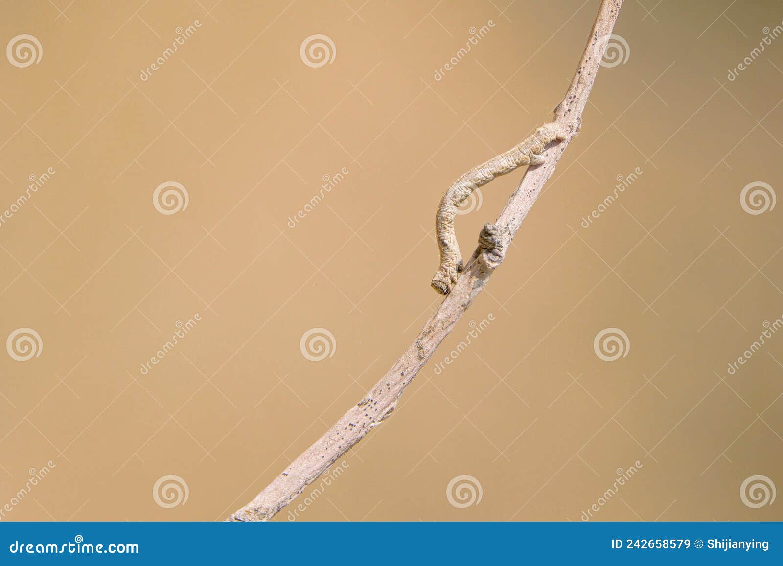 Inchworm stock image. Image of bugs, closeup, wild, lepidoptera - 242658579