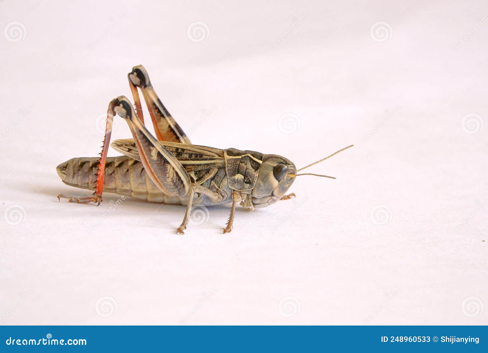 Locust stock image. Image of hopper, animals, locust - 248960533