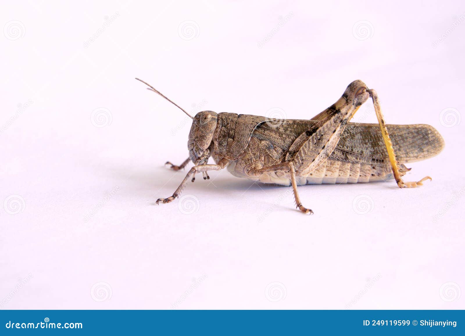 Brown locust stock image. Image of wild, natural, insect - 249119599