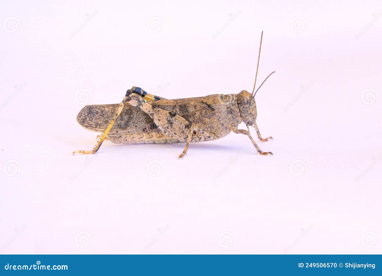 Brown locust stock photo. Image of wild, animal, acridid - 249506570