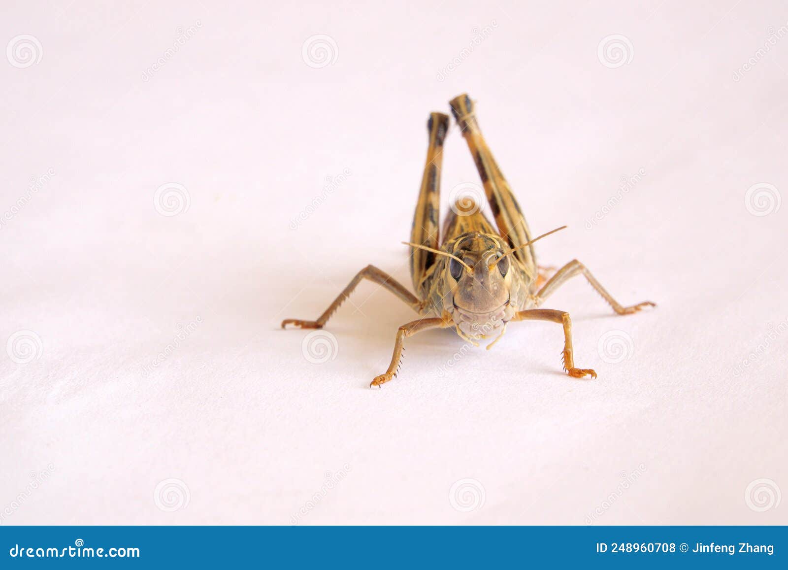 Locust stock photo. Image of wildlife, insects, nature - 248960708