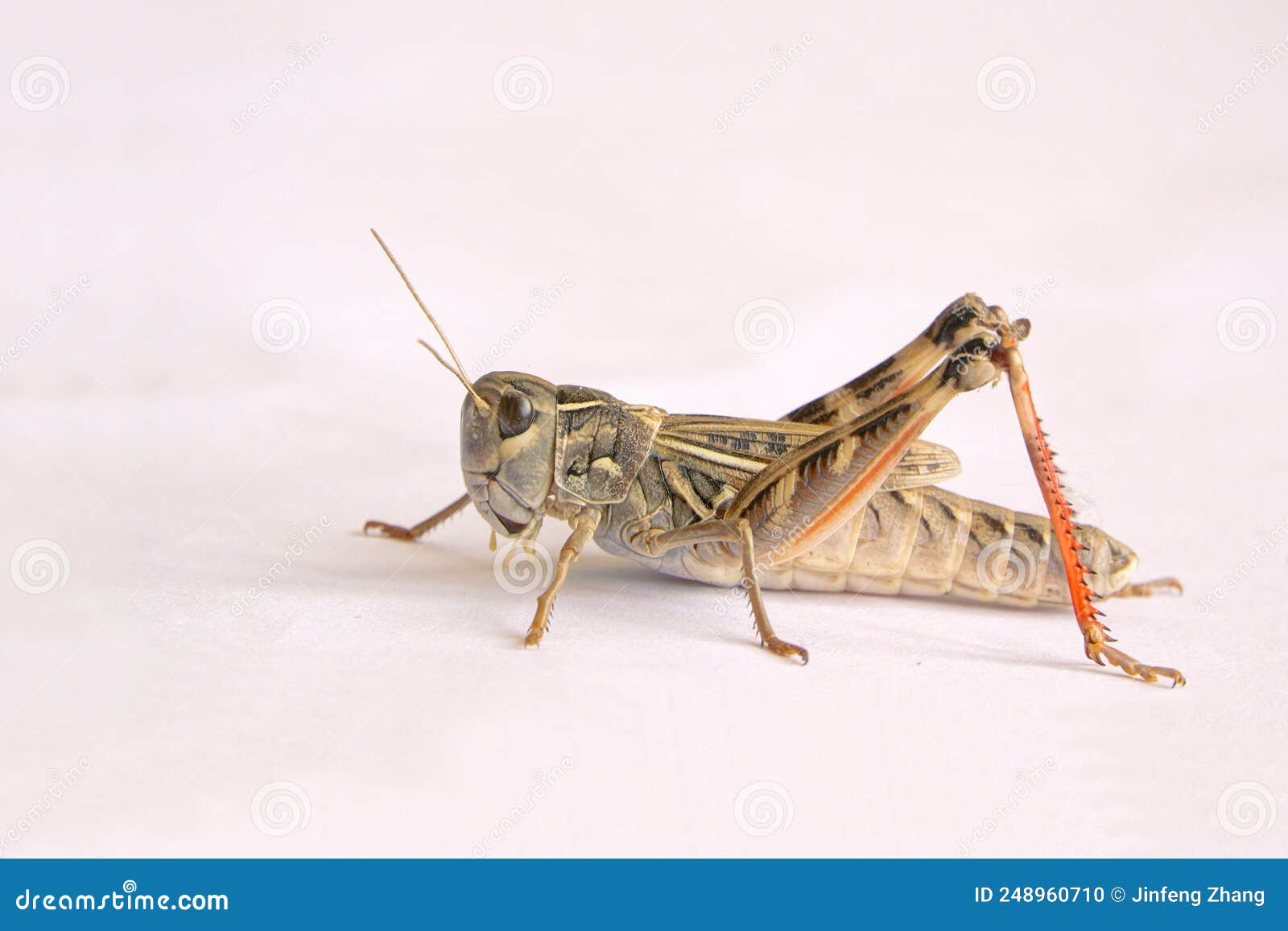 Locust stock photo. Image of nature, animal, natural - 248960710