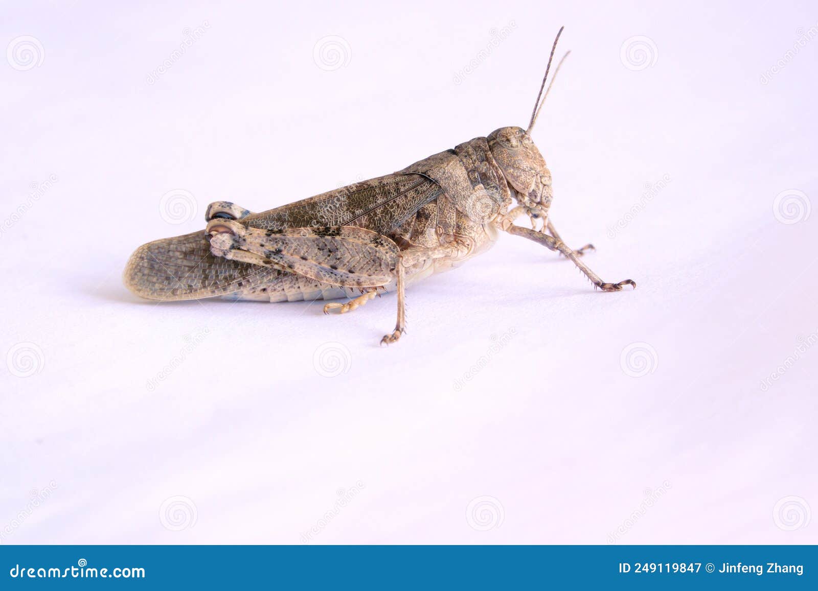 Locust stock image. Image of grasshoppers, nature, bugs - 249119847