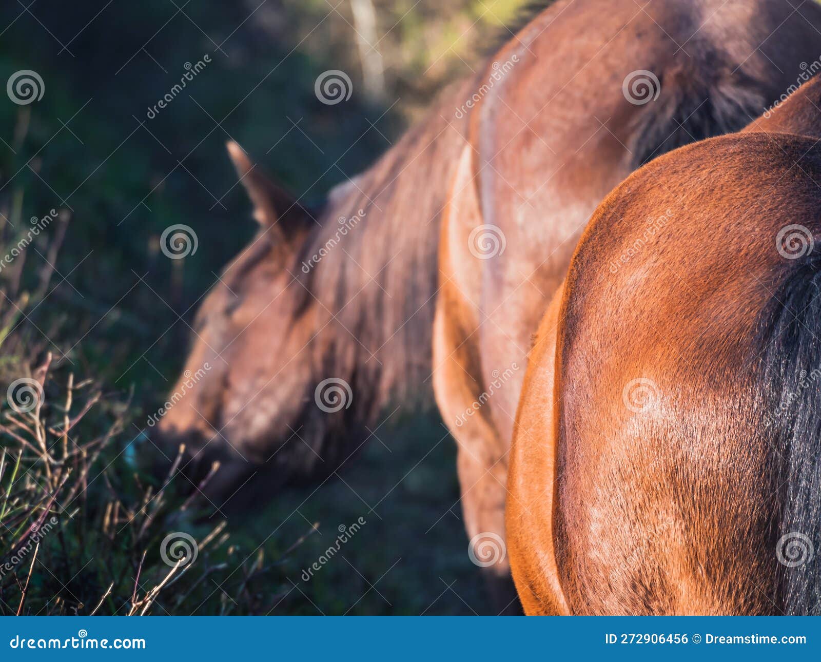 Close-up of a Brown Mare S Rump Stock Photo - Image of brown, field ...