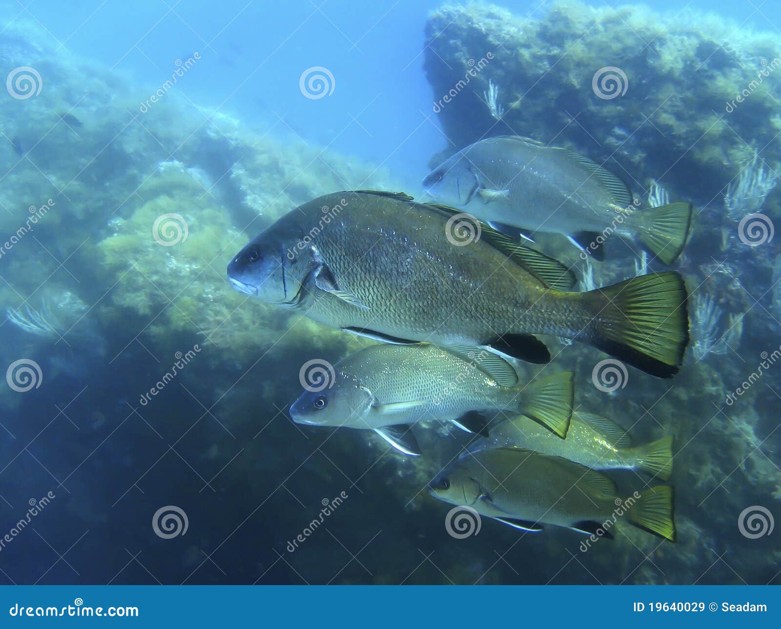 Close-up Brown meagre stock image. Image of brown, scuba - 19640029