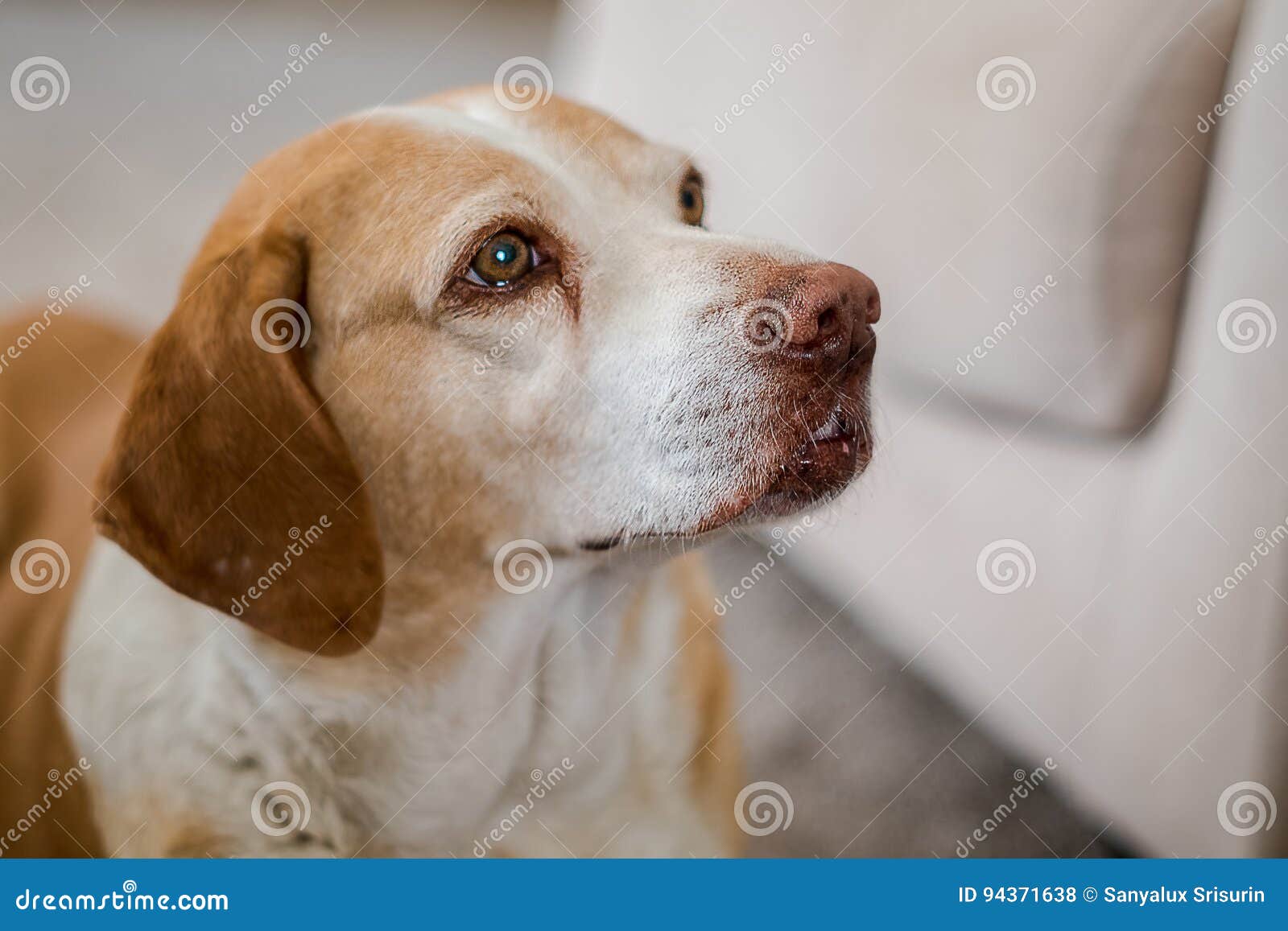 Close-up of a Brown Mixed Dog`s Face Stock Photo - Image of close ...