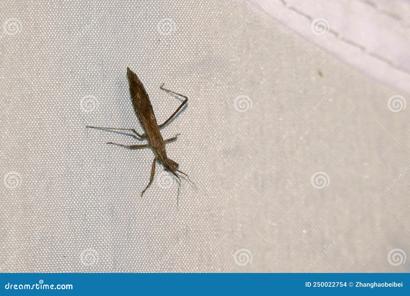 Nabidae stinkbug stock photo. Image of animals, insects - 250022754