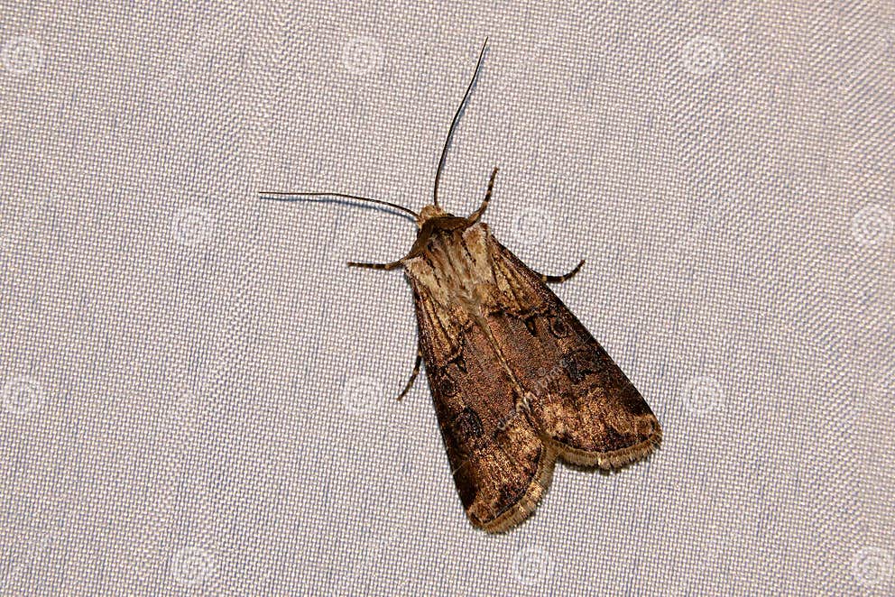 Noctuidae moth stock image. Image of wildlife, mothes - 252566537