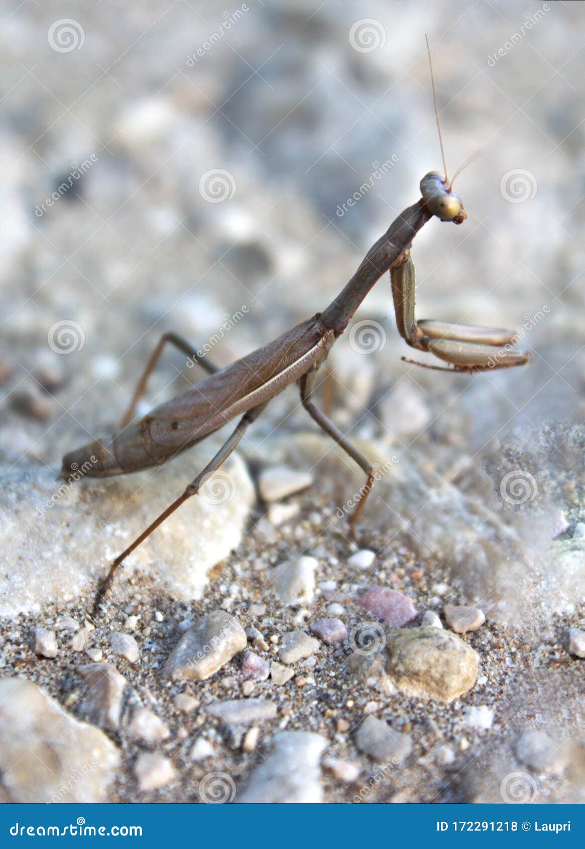 Close-up of a Brown Praying Mantis Resting on the Ground Stock Photo ...