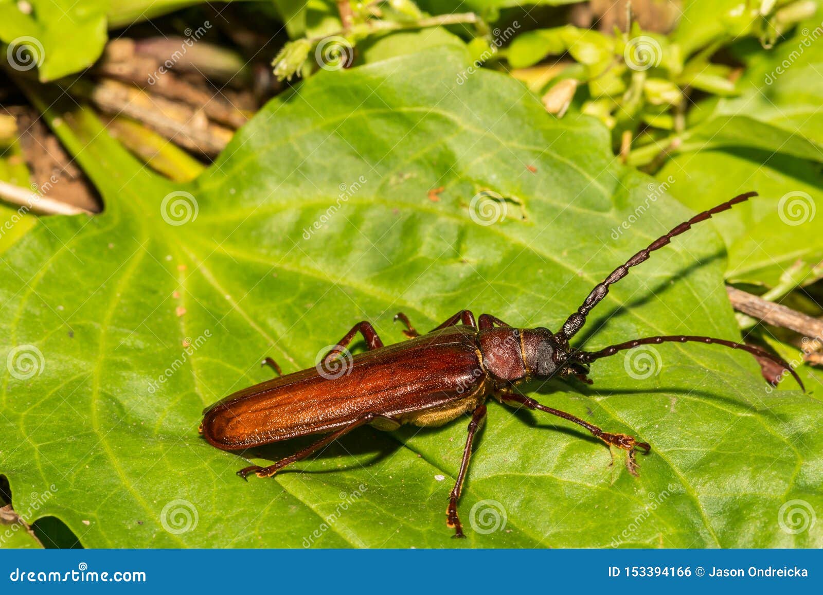 Brown Prionid Beetle stock photo. Image of closeup, large - 153394166