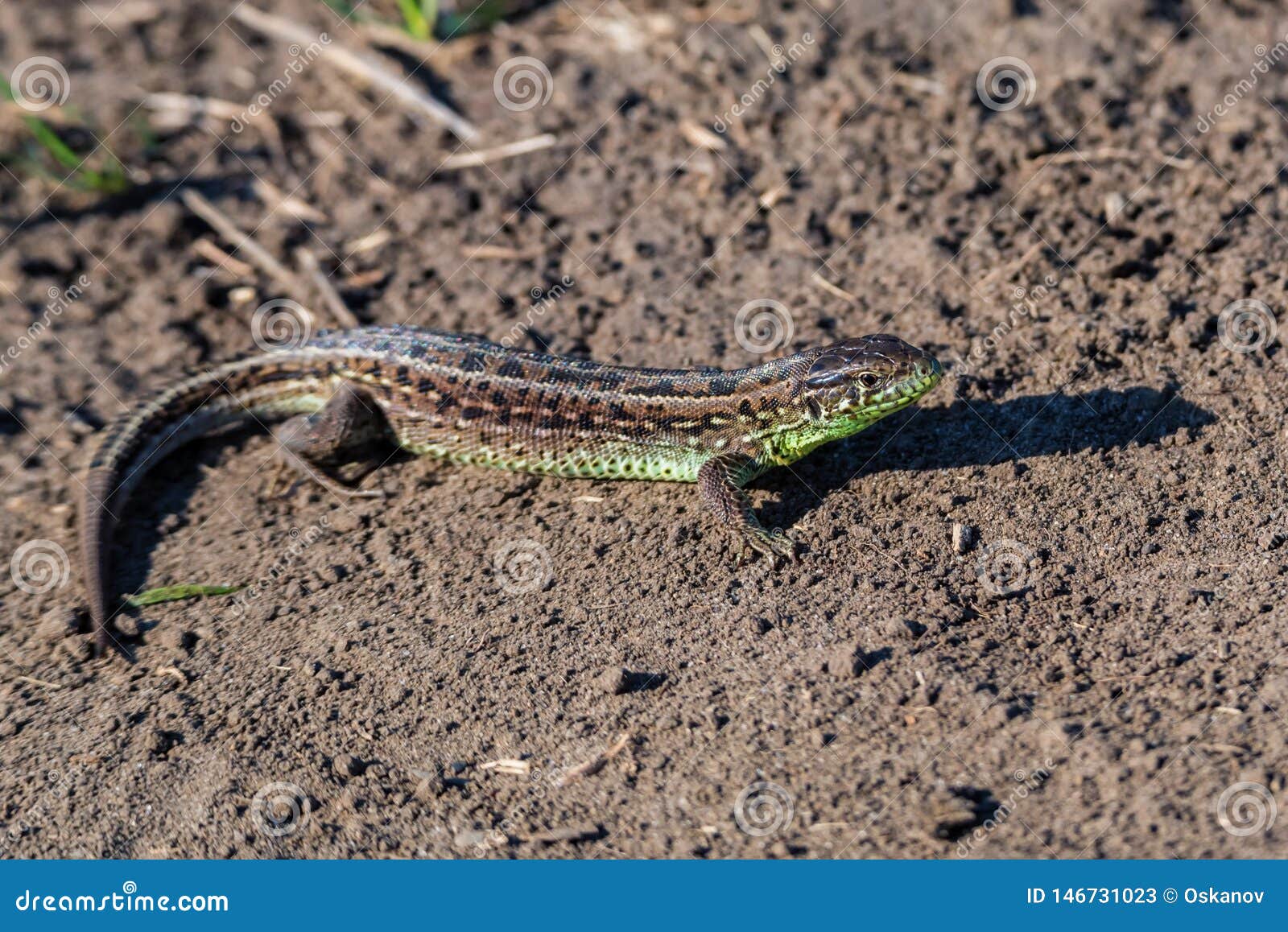 Close-up Brown Quick Lizard on the Ground Stock Image - Image of ground ...