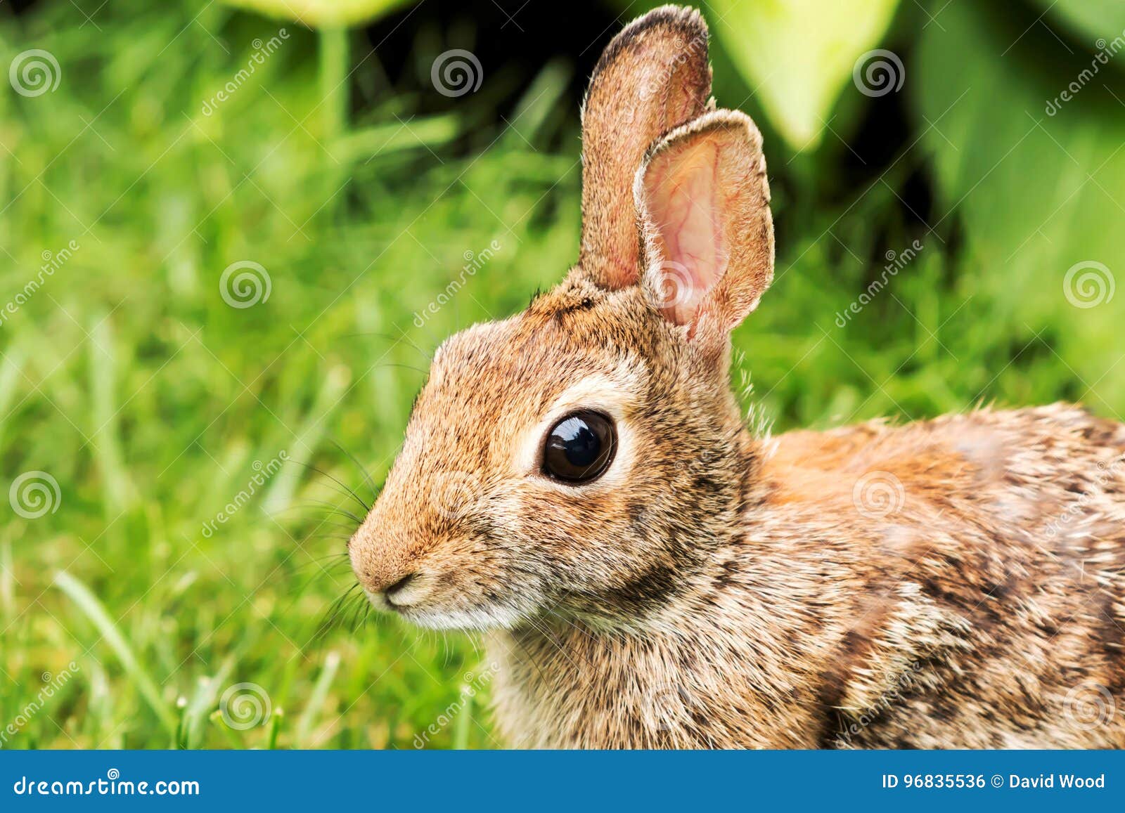 Close-up of a Brown Rabbits Face Stock Photo - Image of close, bunny ...