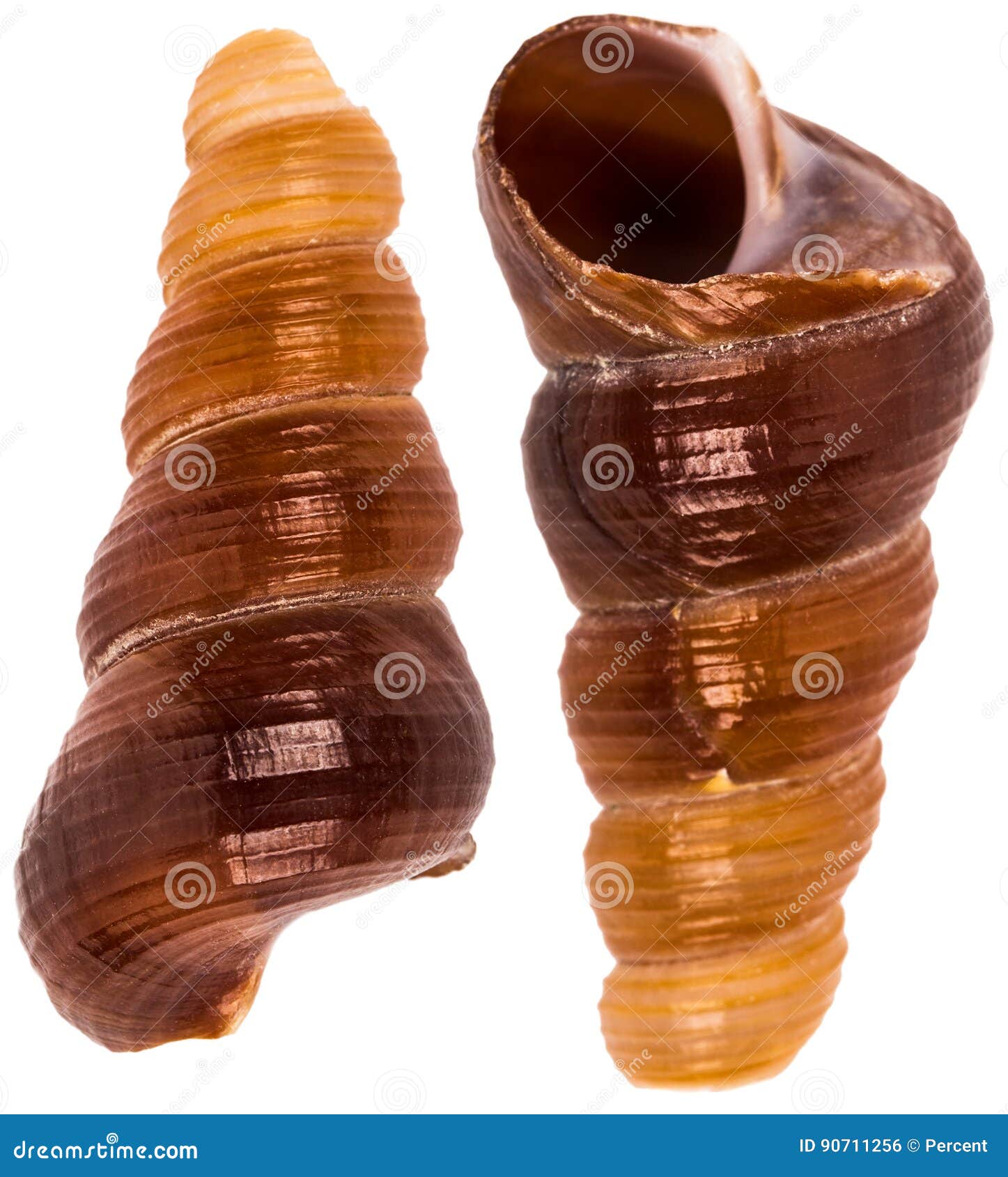 Close-up brown seashells stock photo. Image of travel - 90711256