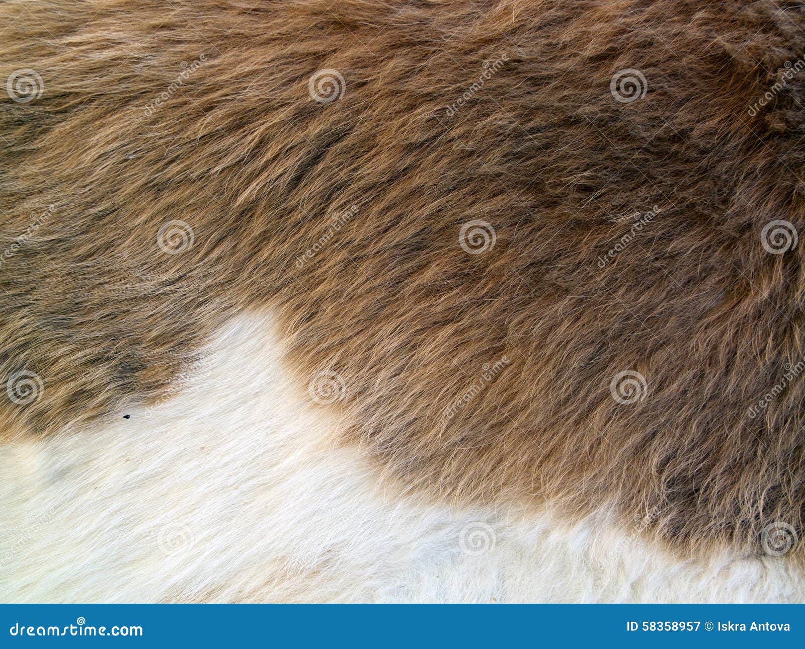 Close Up of Brown Skinned Goat Fur with White Details Stock Image ...