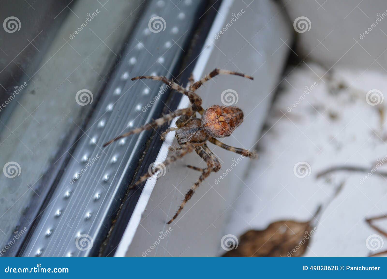 Spider Web In Window Royalty-Free Stock Photography | CartoonDealer.com ...