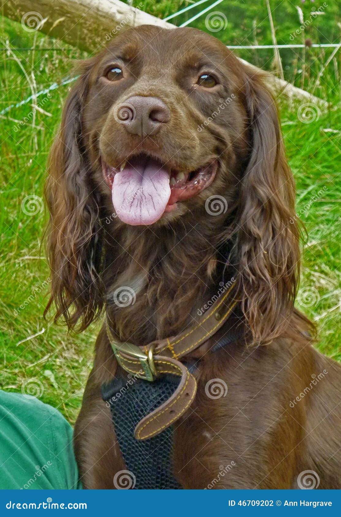 Close Up of Brown Springer Spaniel. Stock Photo - Image of stone, alert ...