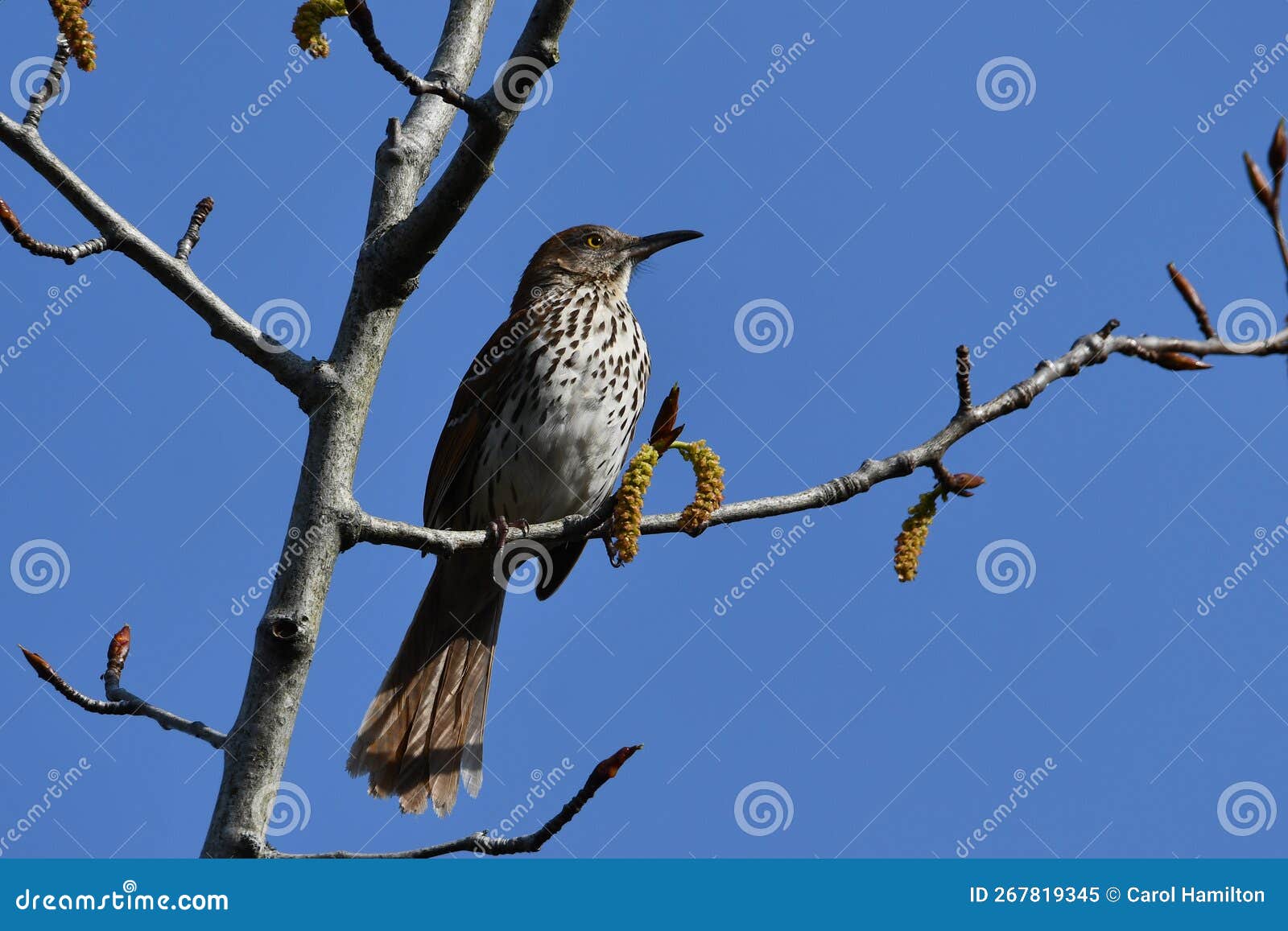 Brown Thrasher Bird in a Tree Stock Image - Image of watching, fauna ...