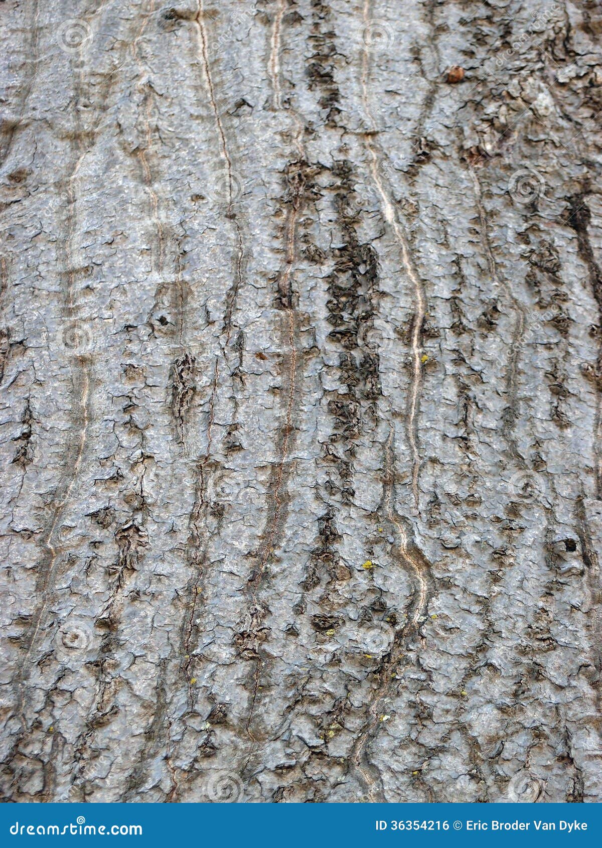 Close-up of Brown Tree Bark with Long Crackly Lines Stock Photo - Image ...