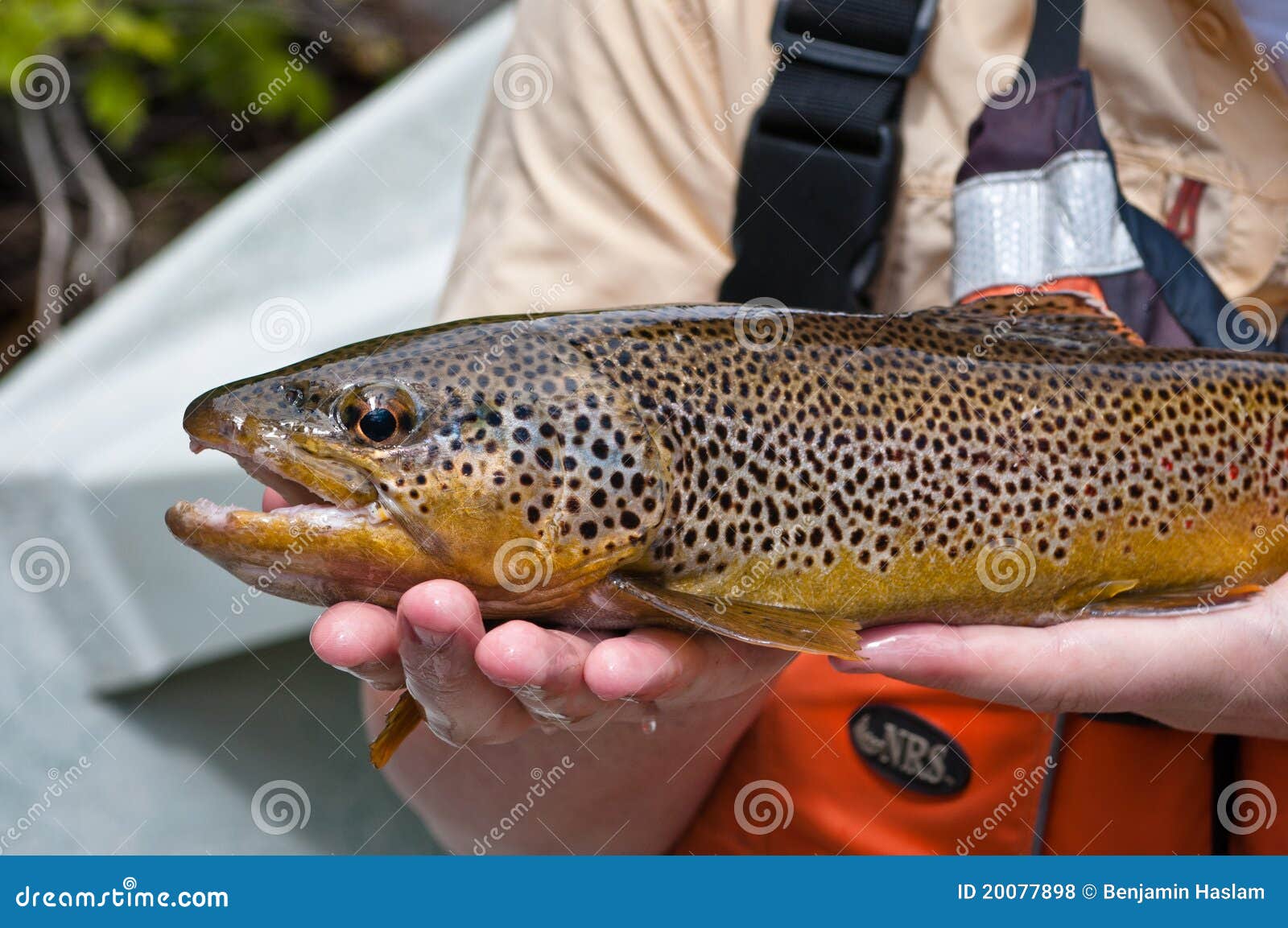 Close Up of a Brown Trout after Being Caught Stock Photo - Image of ...
