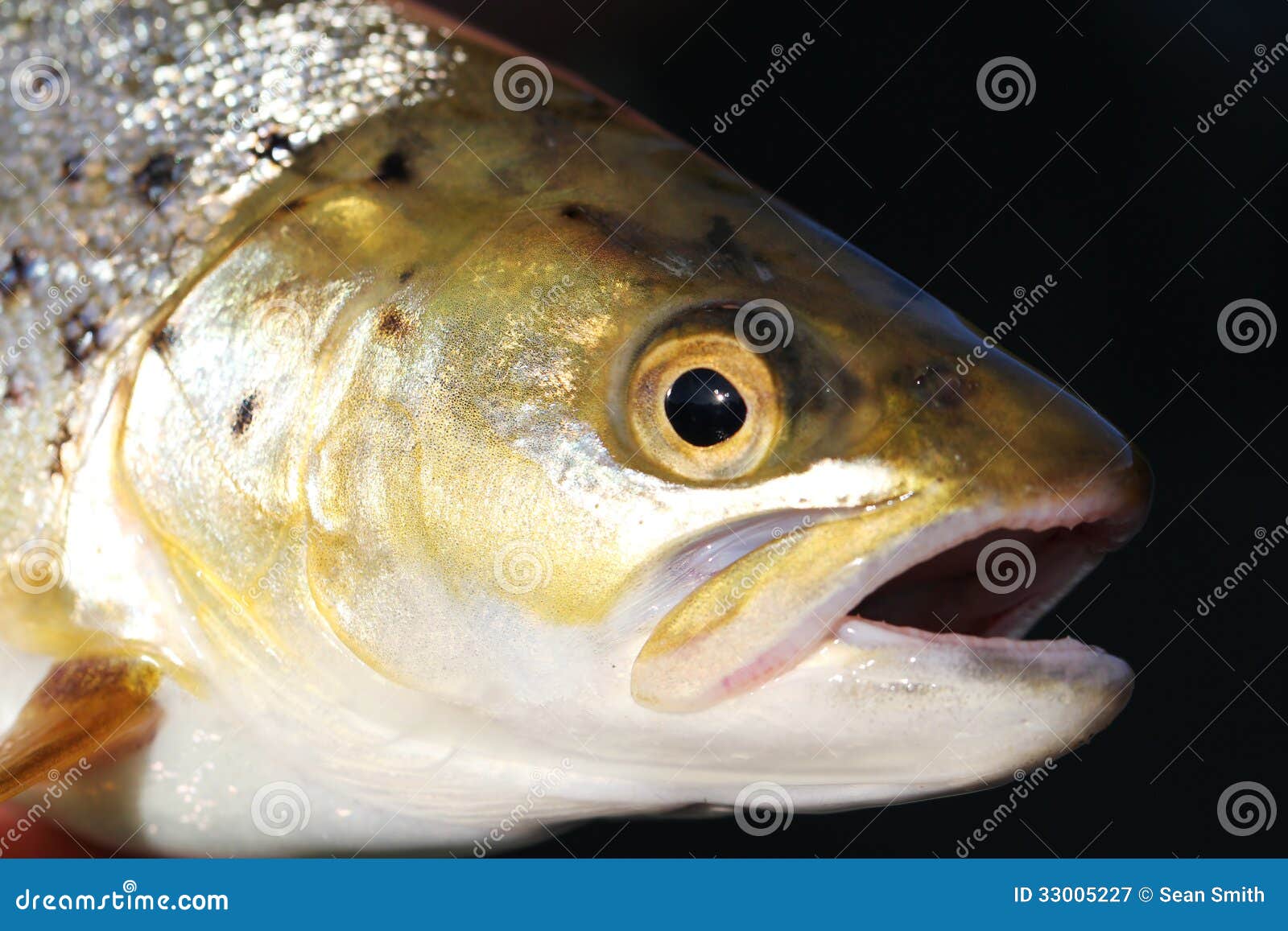 Close up of Brown trout stock image. Image of mataura - 33005227