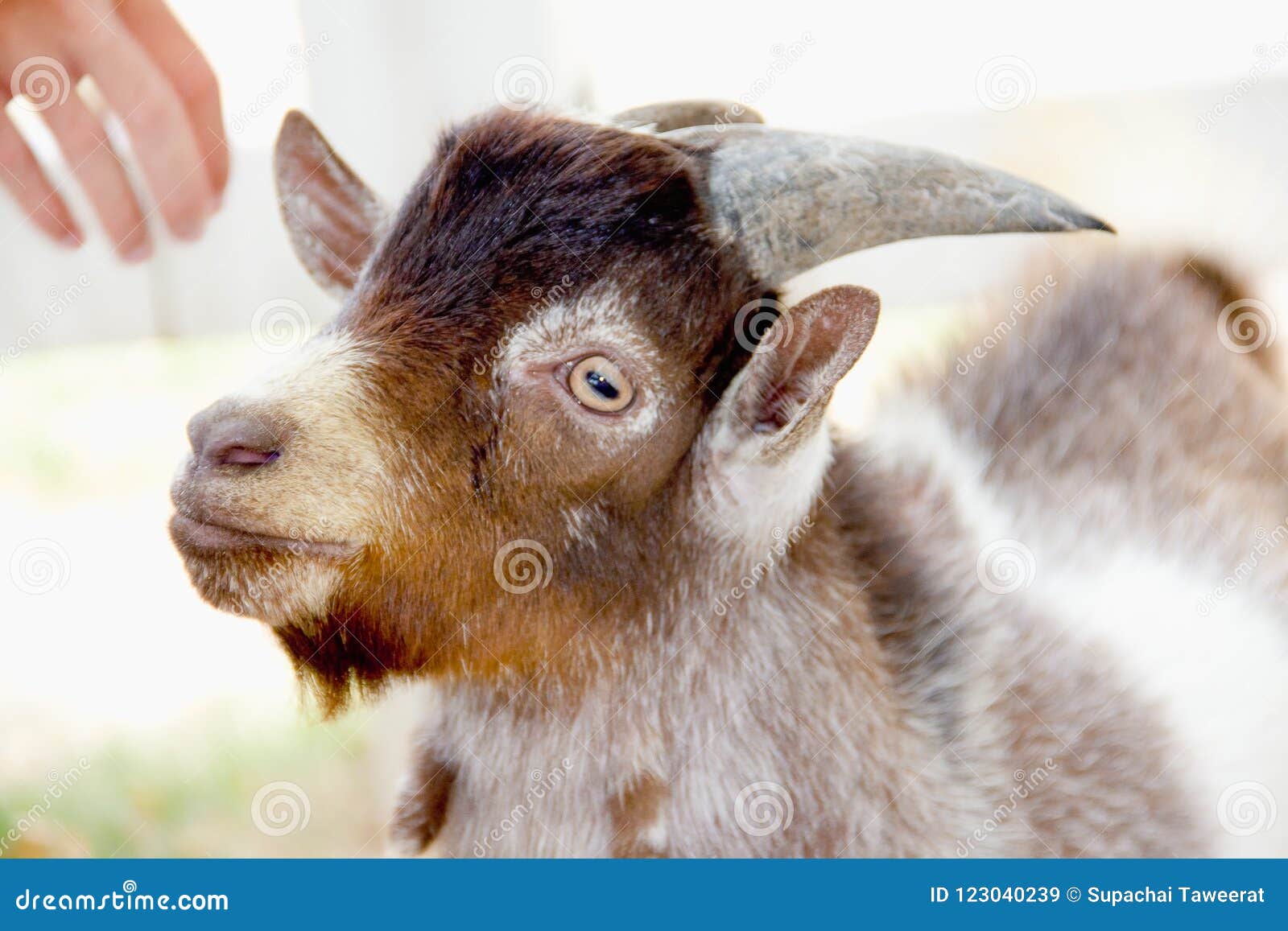 Close-up bruine geit stock afbeelding. Image of landbouwbedrijf - 123040239
