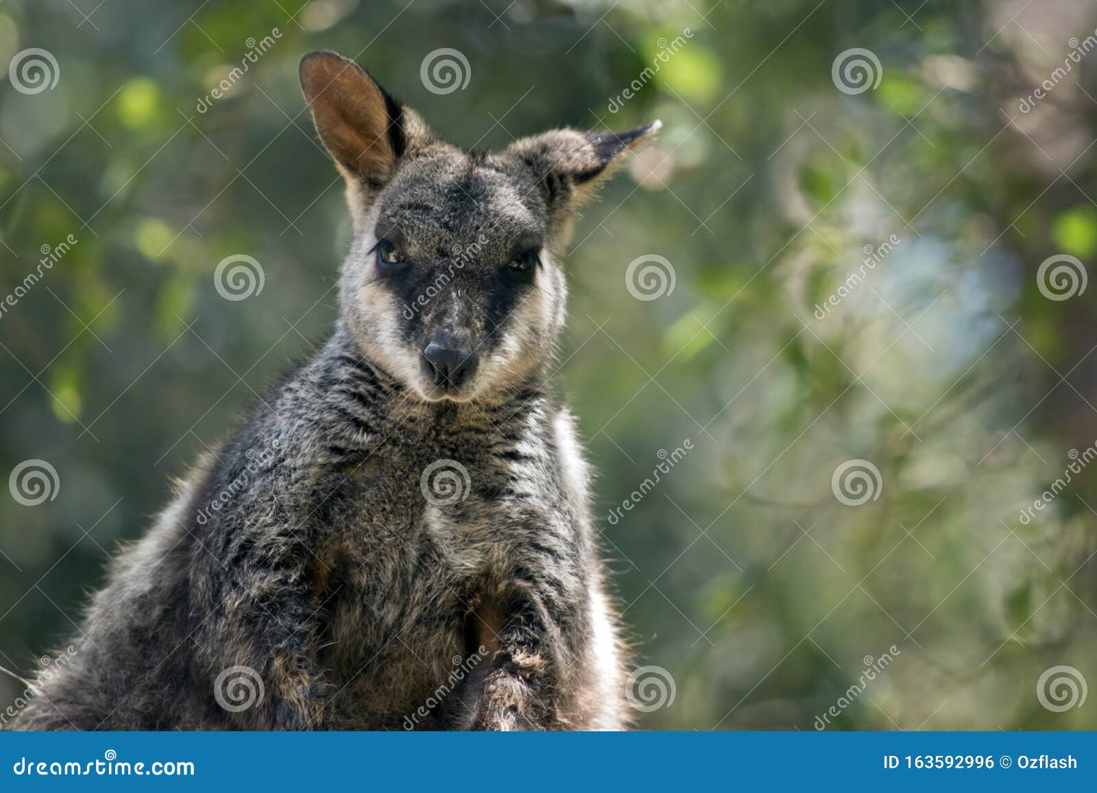 This is a Close Up of a Brush Tailed Wallaby Stock Photo - Image of ...