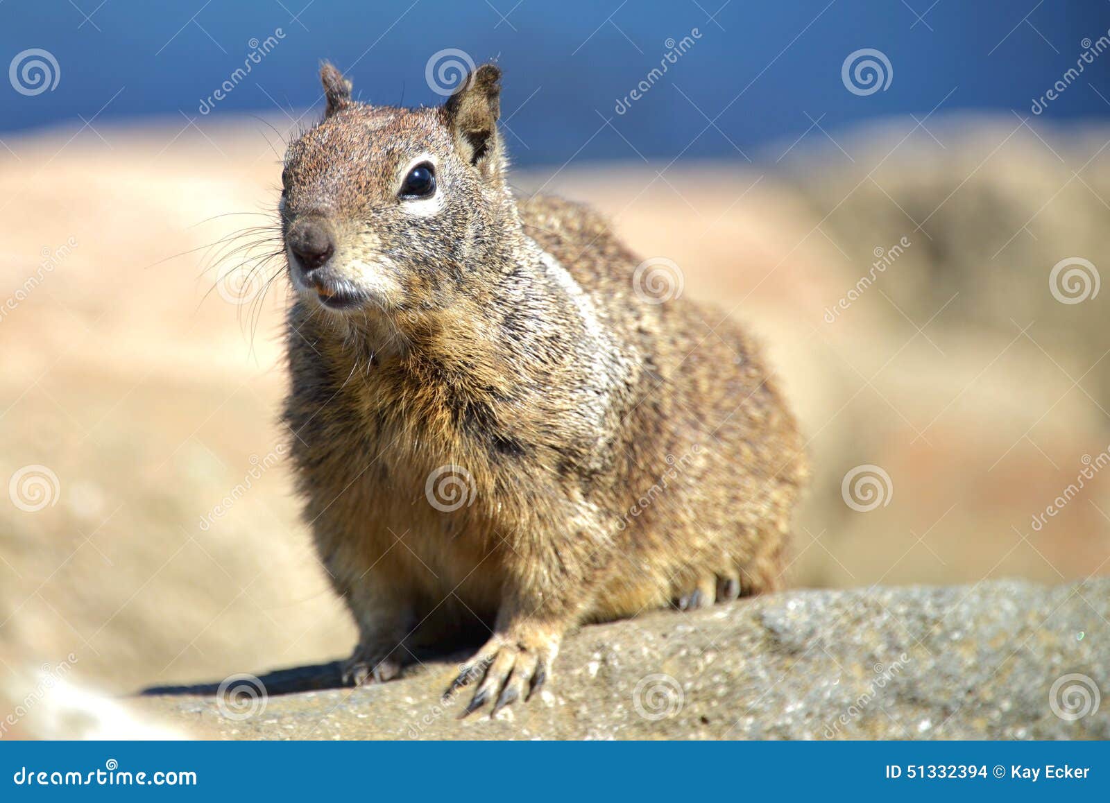 Close Up of a Buck Toothed Squirrel. Stock Photo - Image of squirrel ...