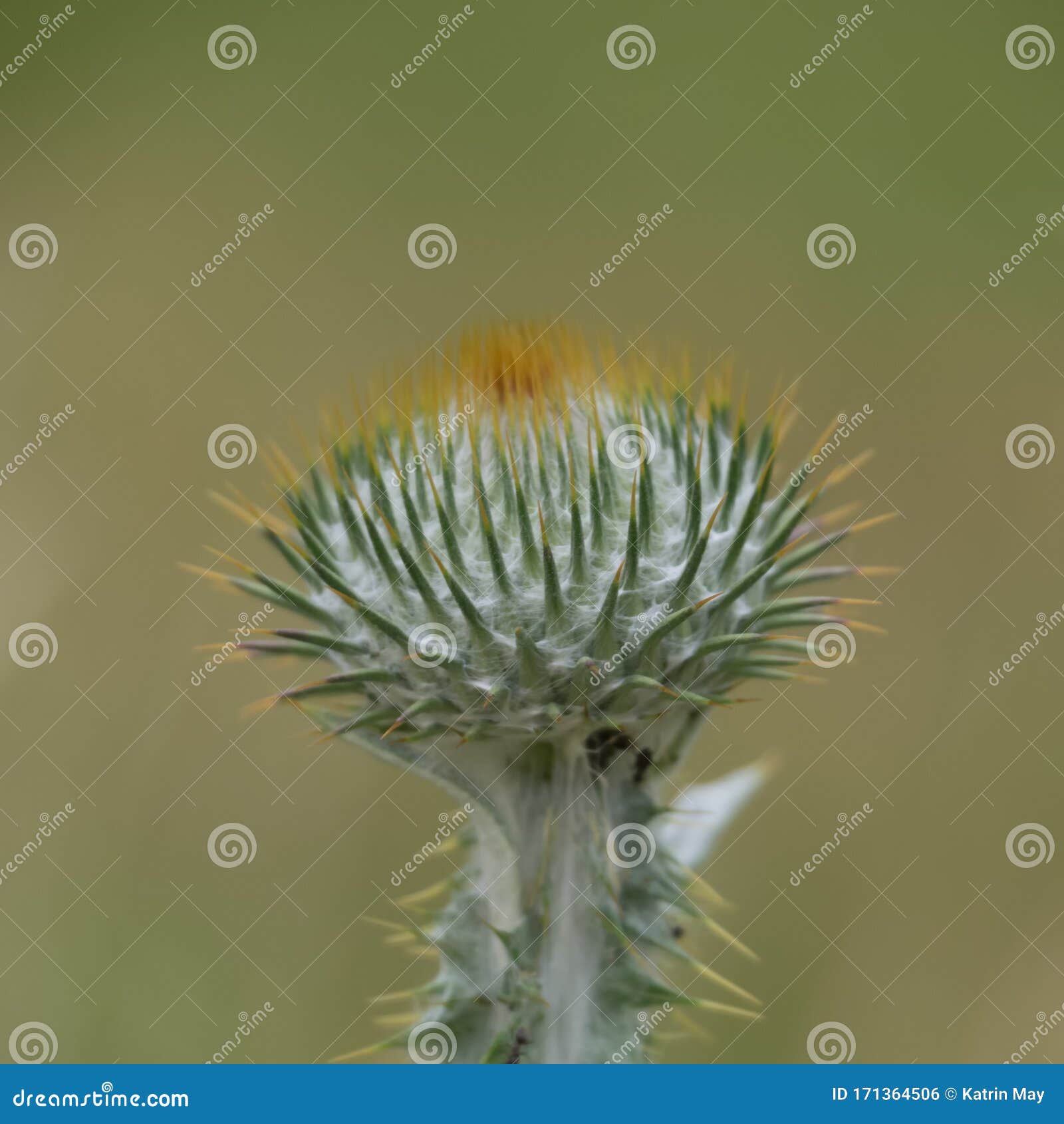 Close-up of the Bud of a Thistle Stock Photo - Image of flower, head ...