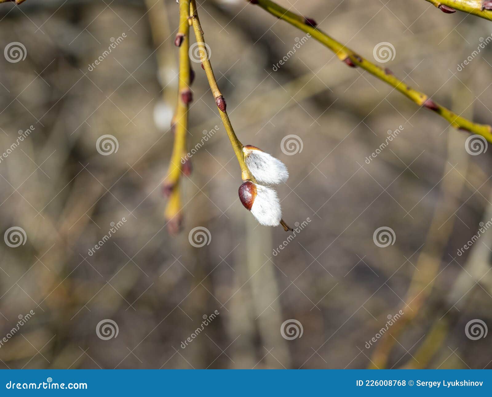 Close-up of Budding Buds on a Branch. Blurred Background in the ...