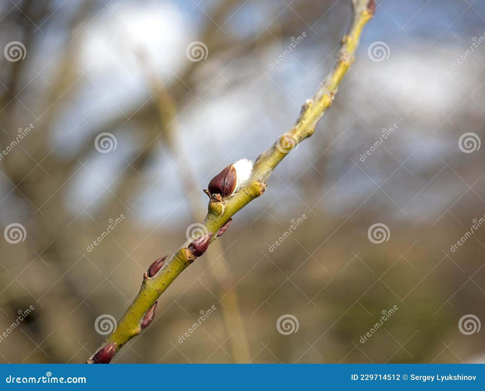 Close-up of Budding Buds on a Branch. Blurred Background in the ...