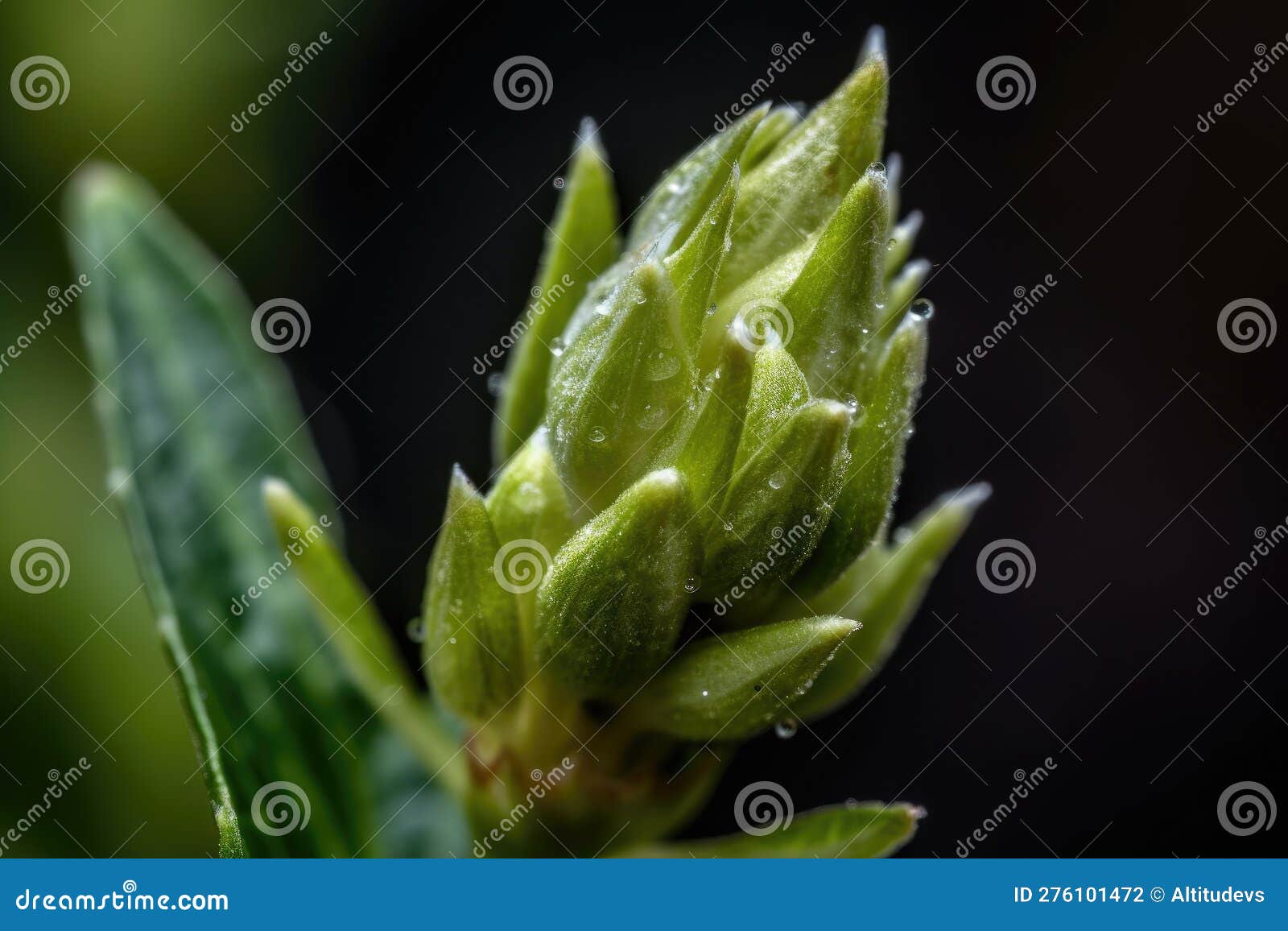 Close-up of Budding Flower Bud, with Visible Petals and Leaves Stock ...