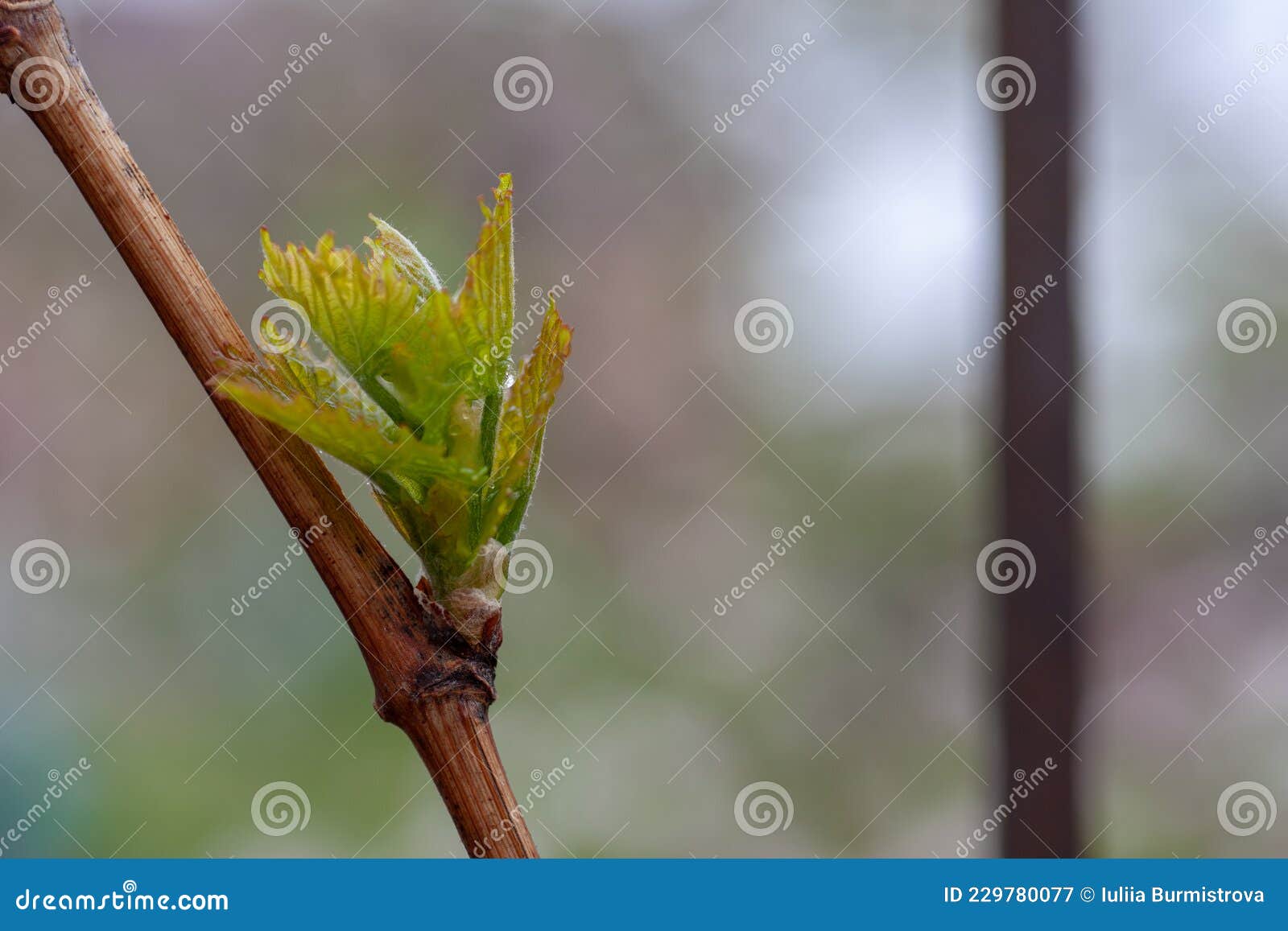 Close-up of Budding Grape Bud. Newly Formed Young Leaves and Young ...