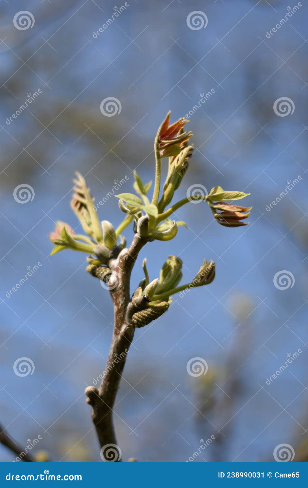 Sprouting Leaves on a Deciduous Tree in Spring Stock Image - Image of ...